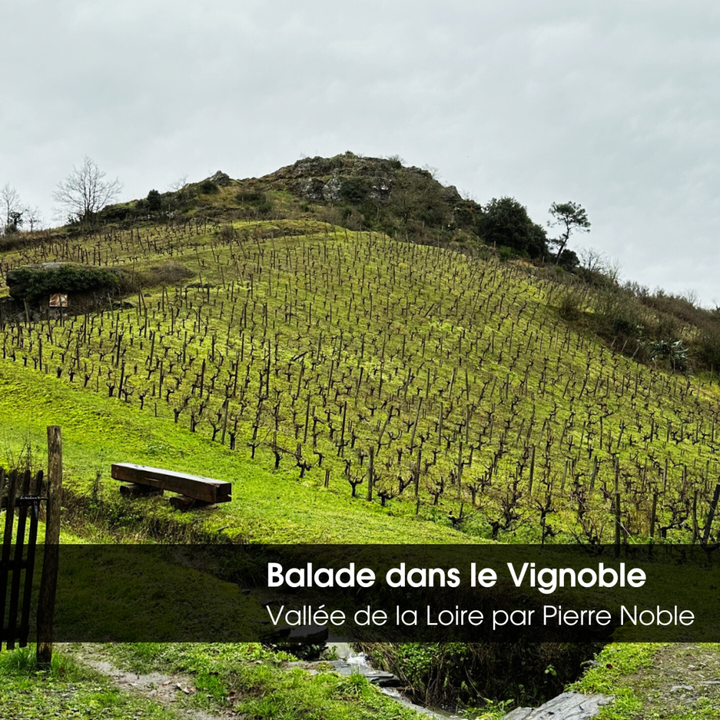 Pierre Noble - Vin Soirée Balade dans le Vignoble